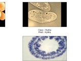 Microorganism Pictures Deep Learning Classification Techniques